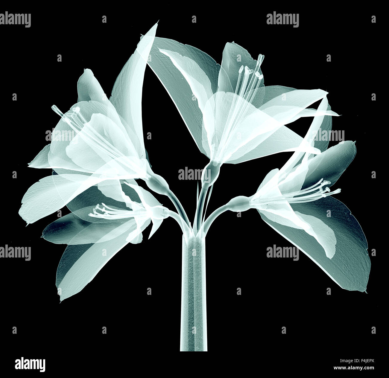 Xray flower blue hi-res stock photography and images - Alamy