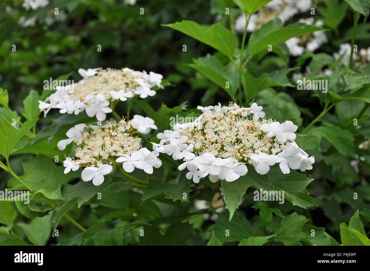 Kalina begins to bloom in early spring Stock Photo - Alamy