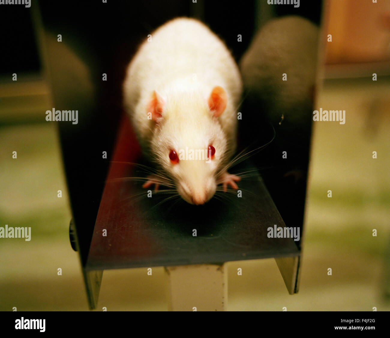 Mouse animal hi-res stock photography and images - Alamy