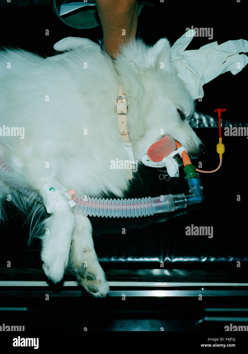 Dog on operating table Stock Photo - Alamy