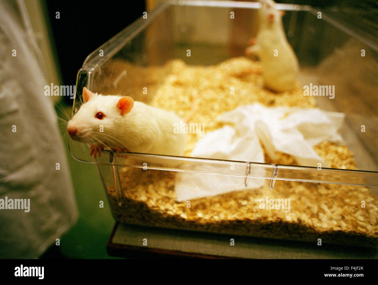 Mice climbing over glass container Stock Photo - Alamy