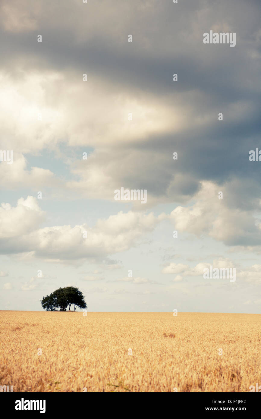 Barley corn field in hi-res stock photography and images - Alamy