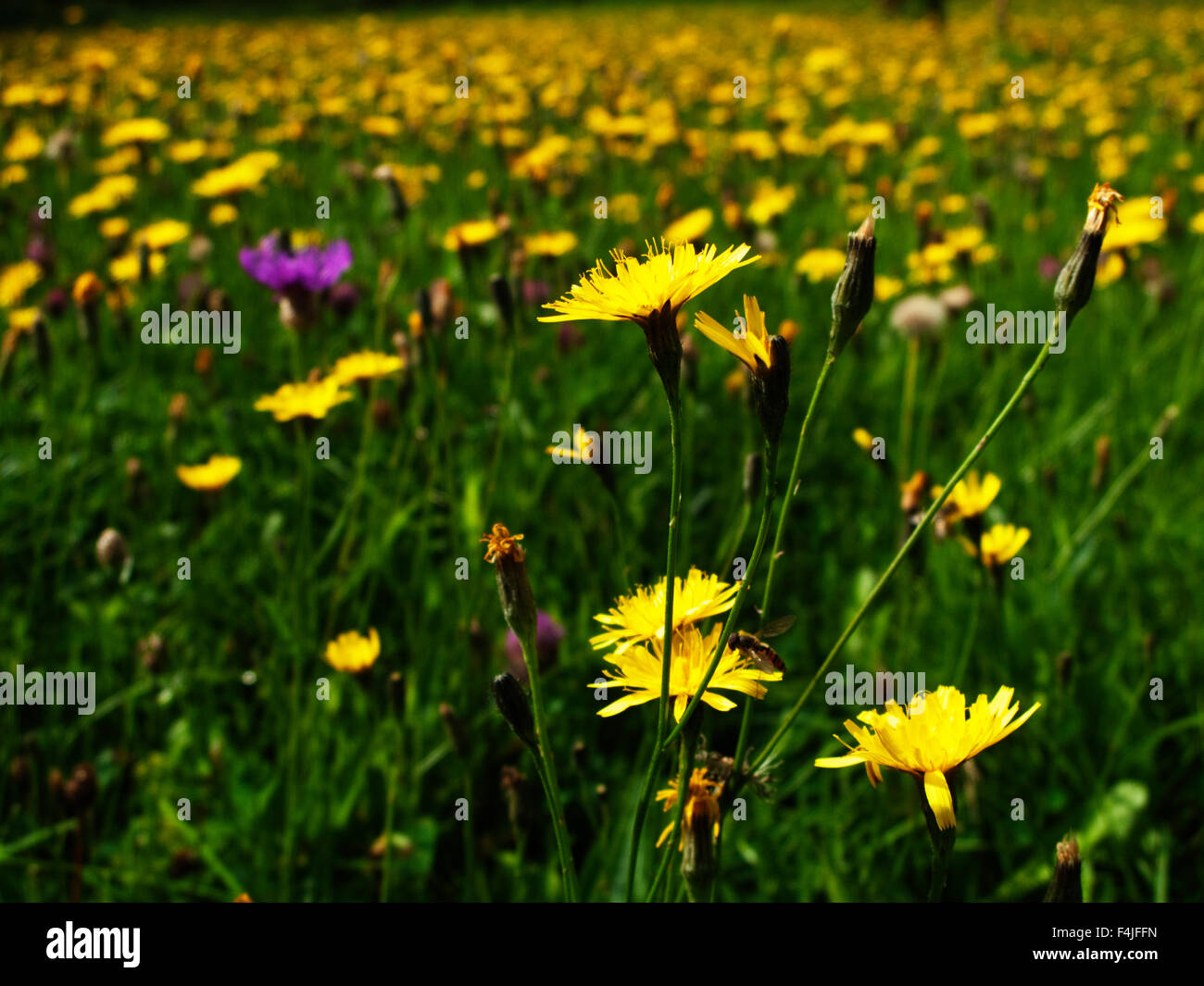 Yellow flowers in grass Stock Photo - Alamy