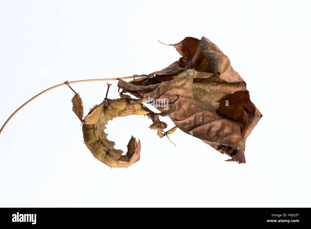 Stick Insect, Extatosoma tiaratum, giant insect, Australia, in front of ...