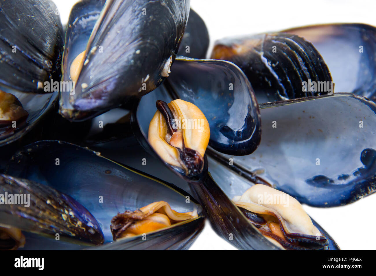 Mussels on a white background close views Stock Photo - Alamy