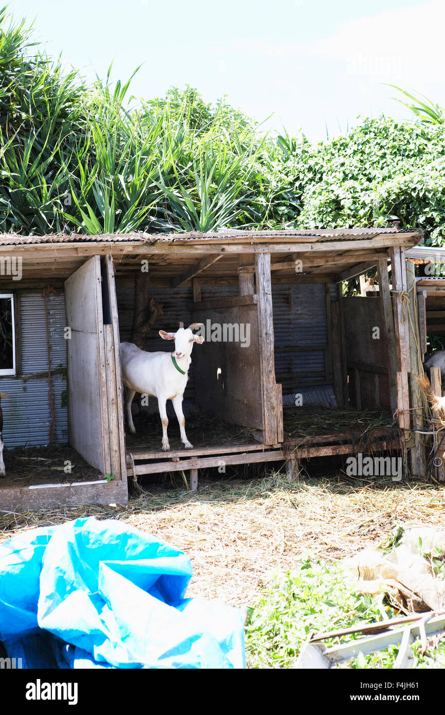 Japan, goat standing in enclosure Stock Photo - Alamy