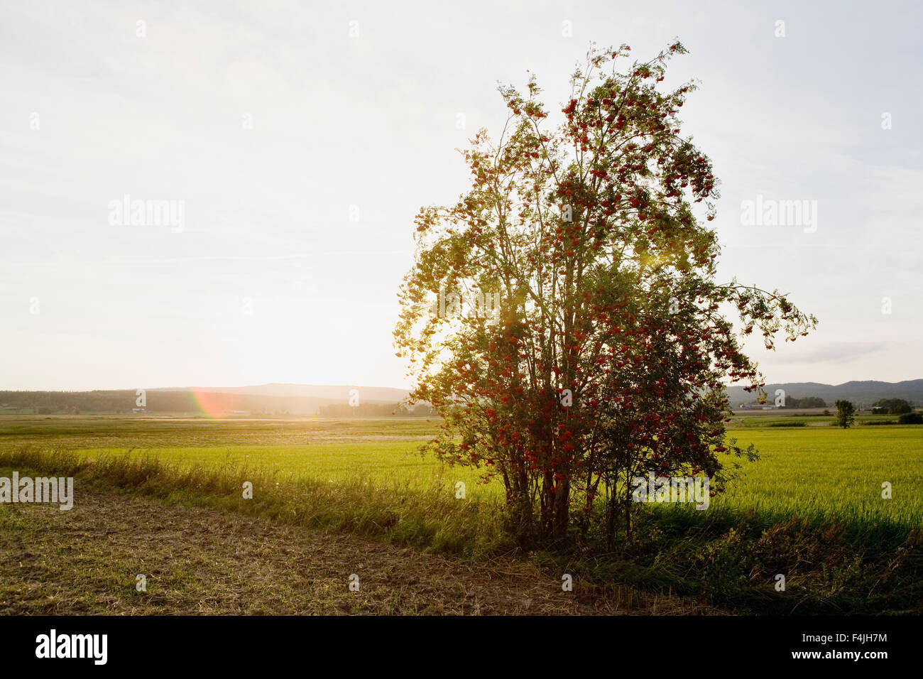 Lone berry hi-res stock photography and images - Alamy