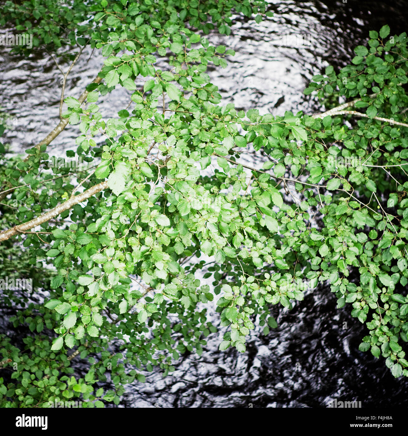 Branch over water surface Stock Photo - Alamy