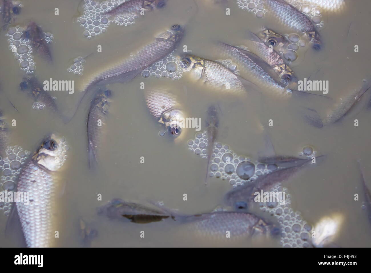 Pollution river fish hi-res stock photography and images - Alamy