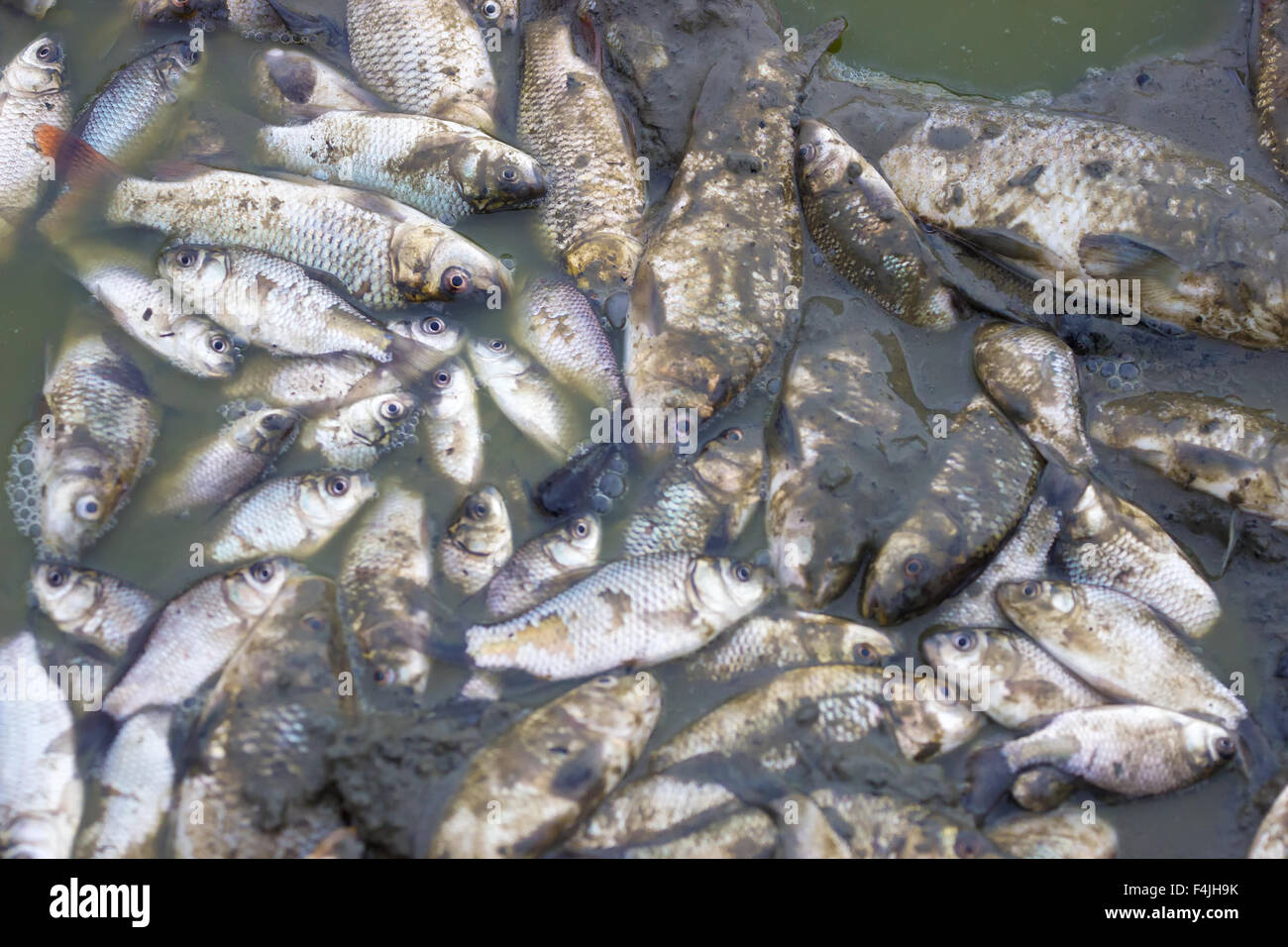 Fish poisoning hi-res stock photography and images - Alamy