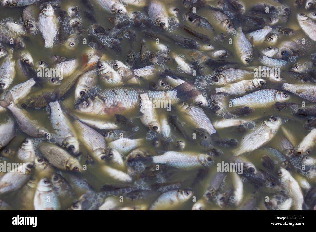 Ecological disaster hi-res stock photography and images - Alamy