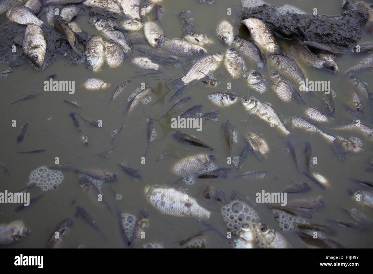 The annihilation of fish hi-res stock photography and images - Alamy