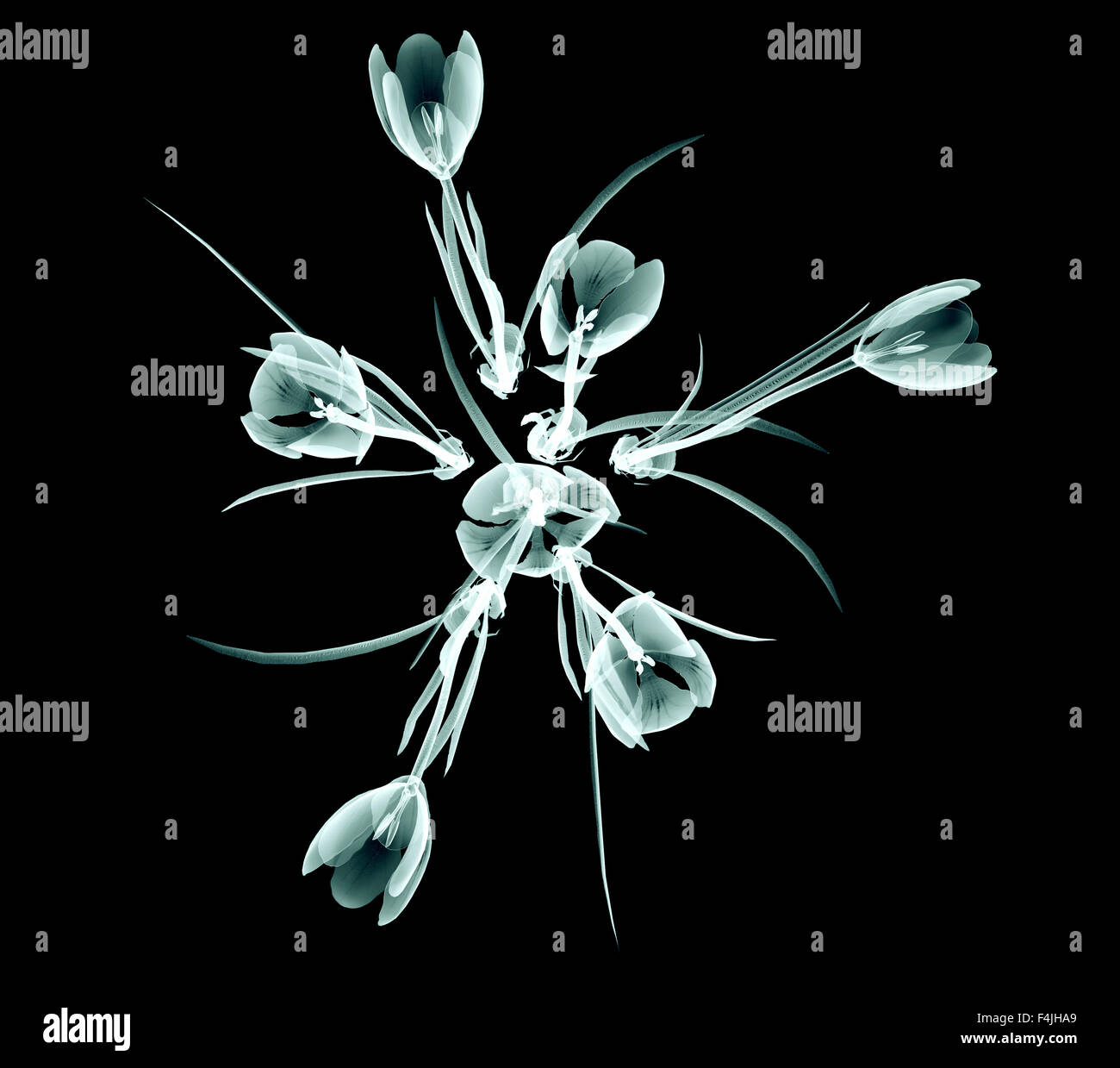 Xray flower blue hi-res stock photography and images - Alamy