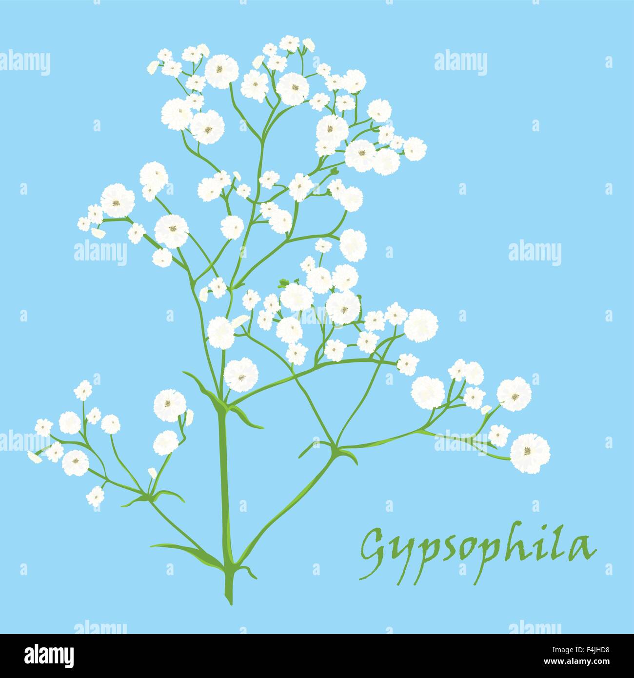 Gypsophila Stock Vector Images - Alamy