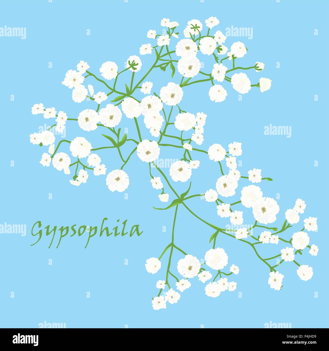 Gypsophila Stock Vector Images - Alamy