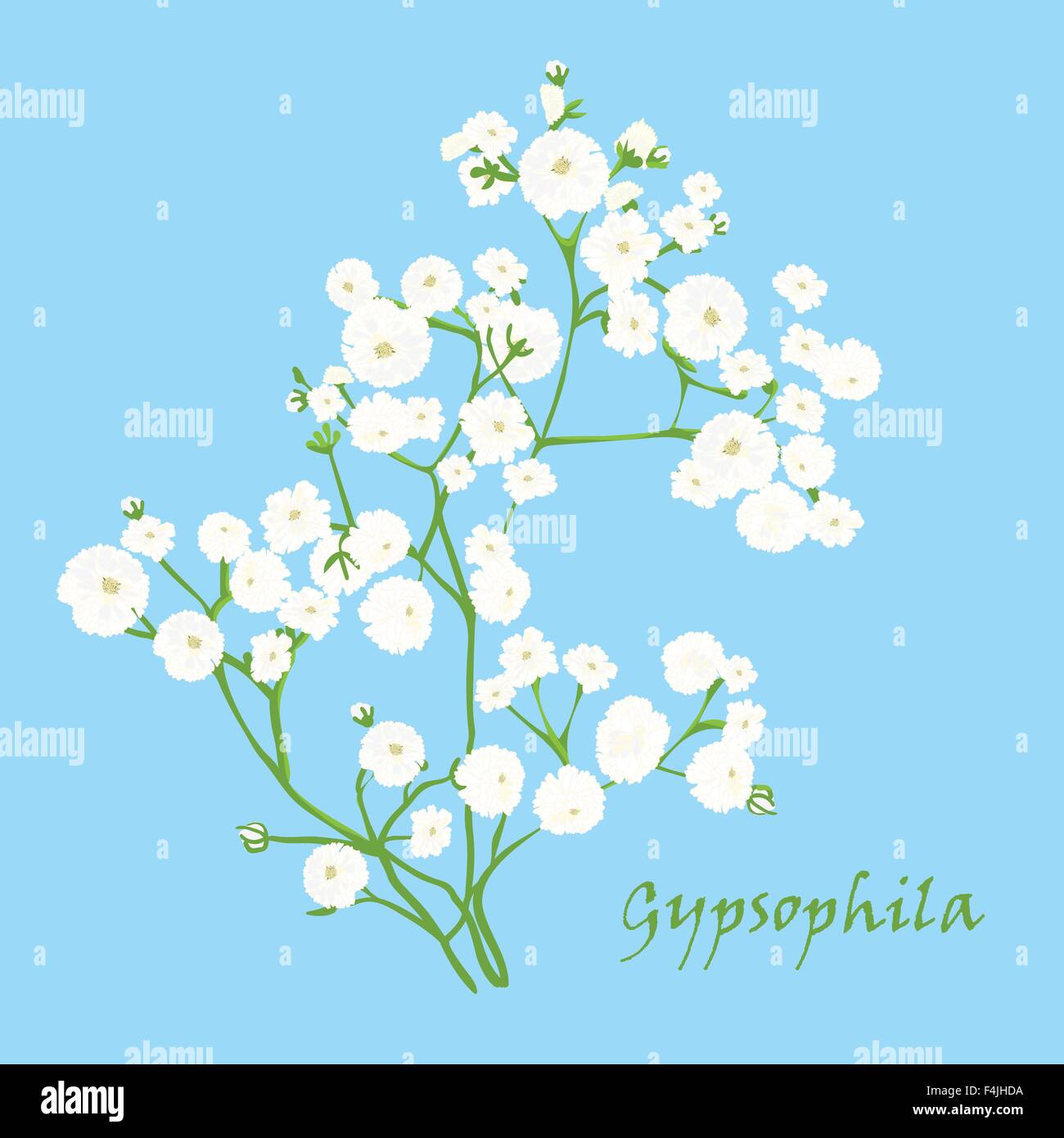 Gypsophila Stock Vector Images - Alamy