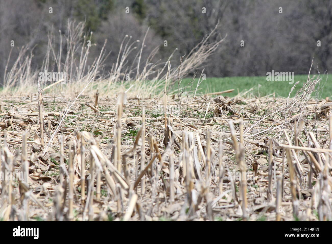 Harvested crop field hi-res stock photography and images - Alamy