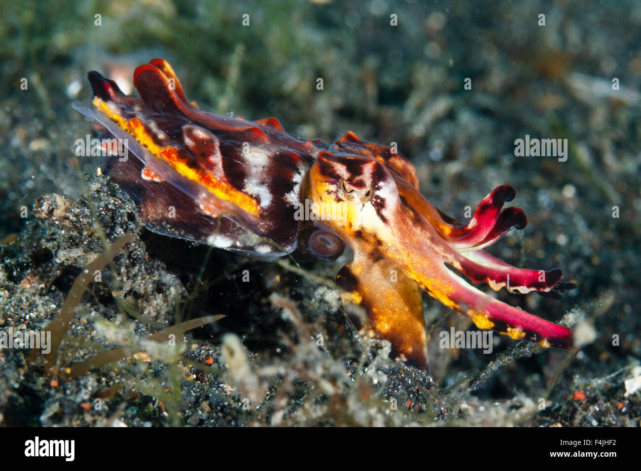 Flamboyant cuttlefish (Metasepia pfefferi) Lembeh Strait, Indonesia ...