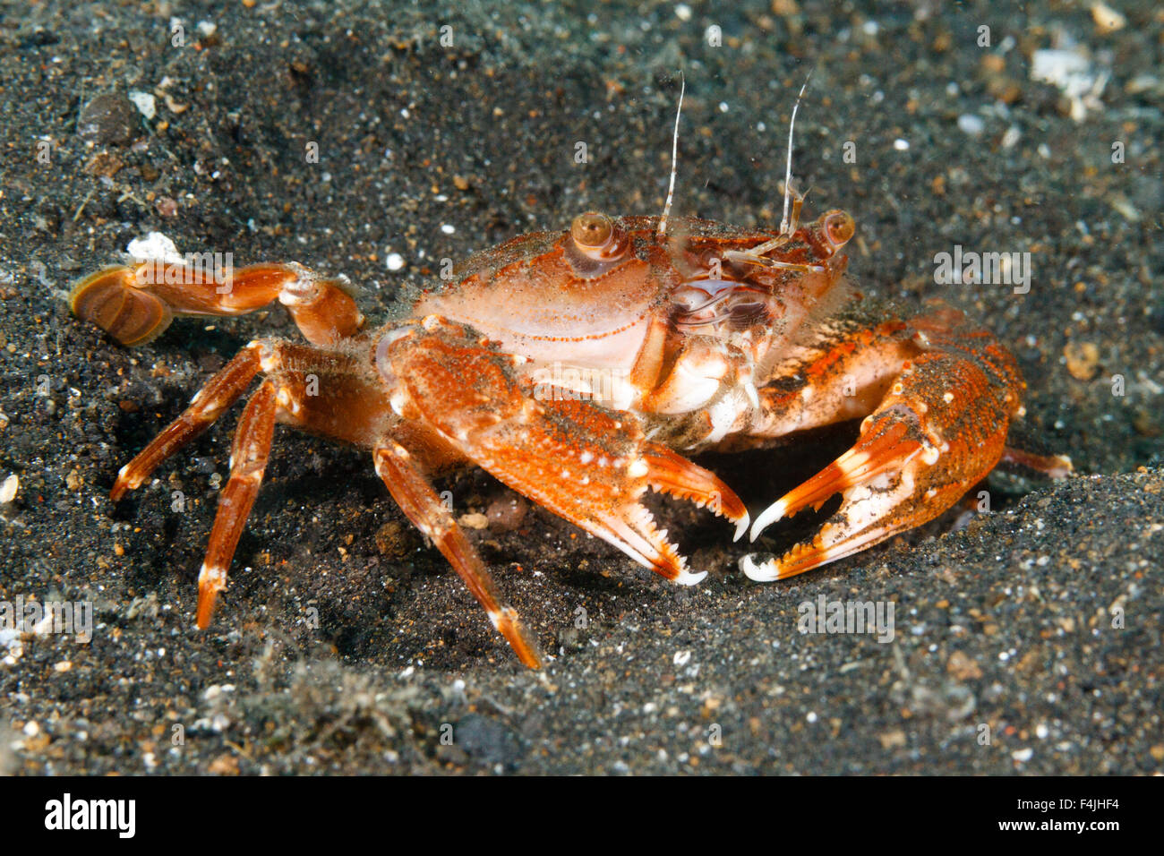 Crab, Lembeh Strait, North Sulawesi, Indonesia Stock Photo - Alamy