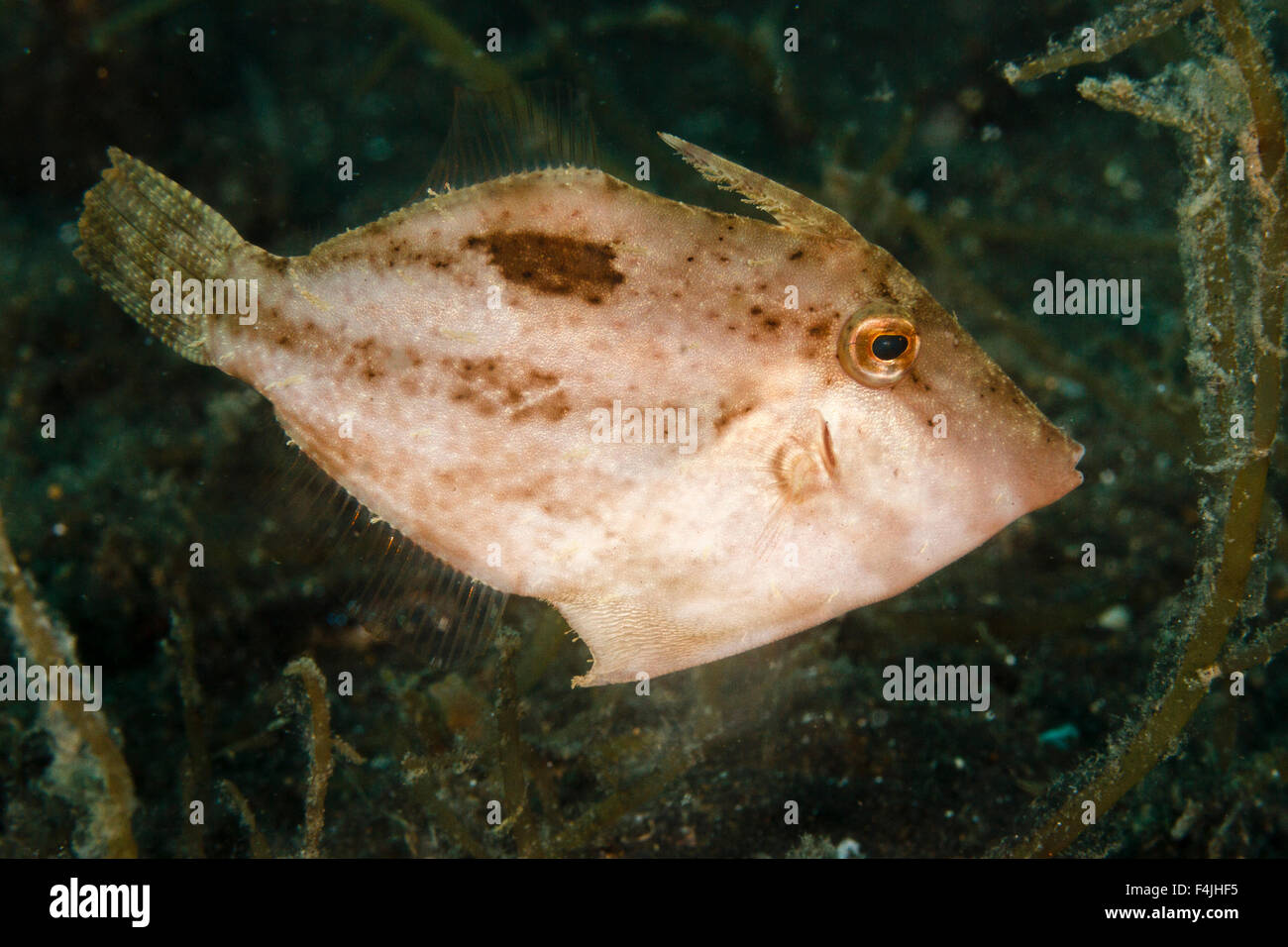 Filefish hi-res stock photography and images - Alamy