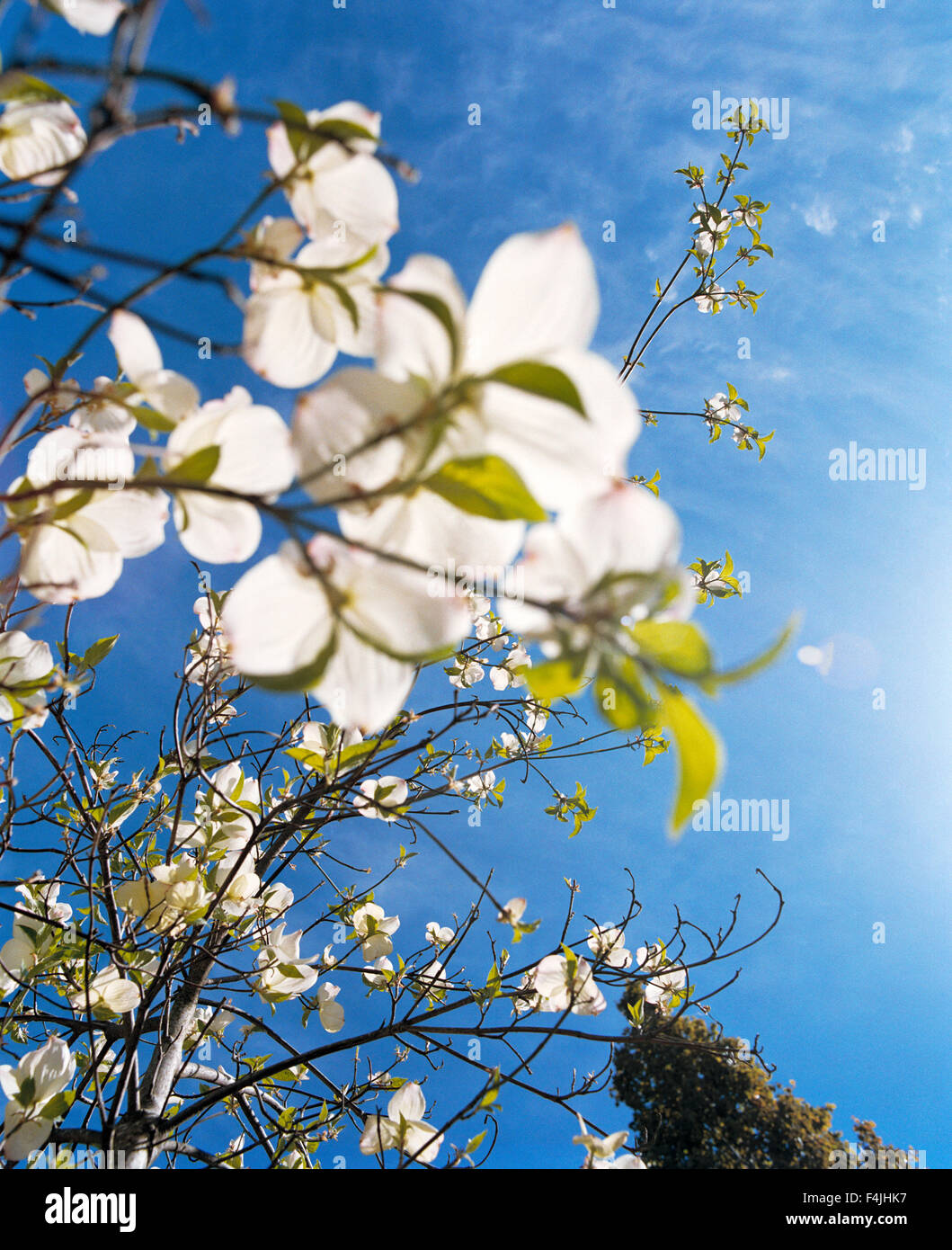 Sweden, Stockholm, blossom tree Stock Photo - Alamy