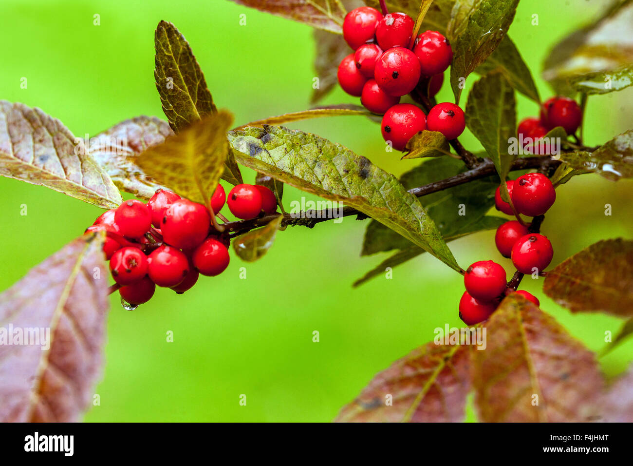 Red autumn berries of Winterberry - Ilex verticillata in garden, branch ...