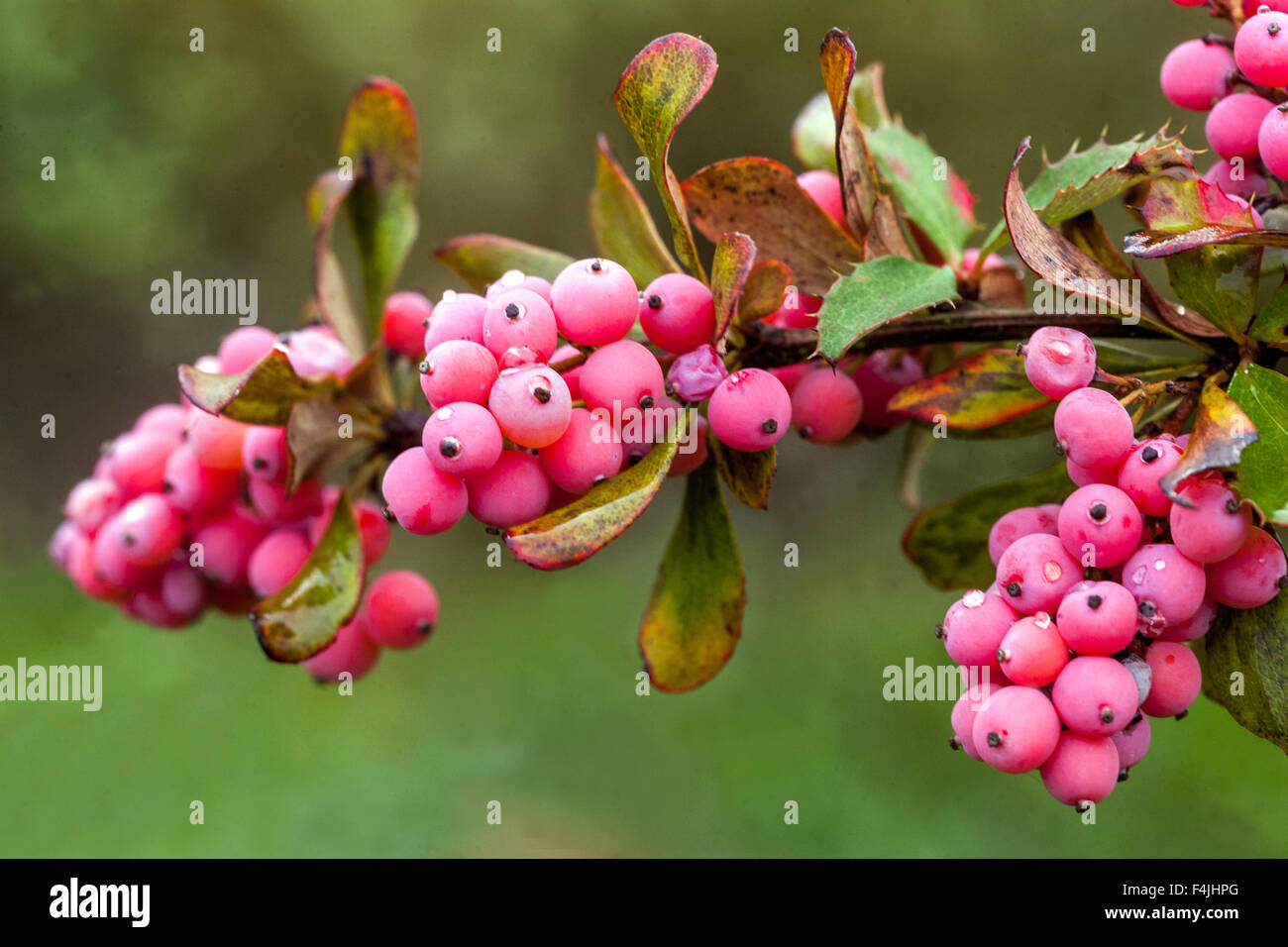 Mrs. Wilsons Barberry, Berberis wilsoniae, Pink Purple Pale Red , Berry ...