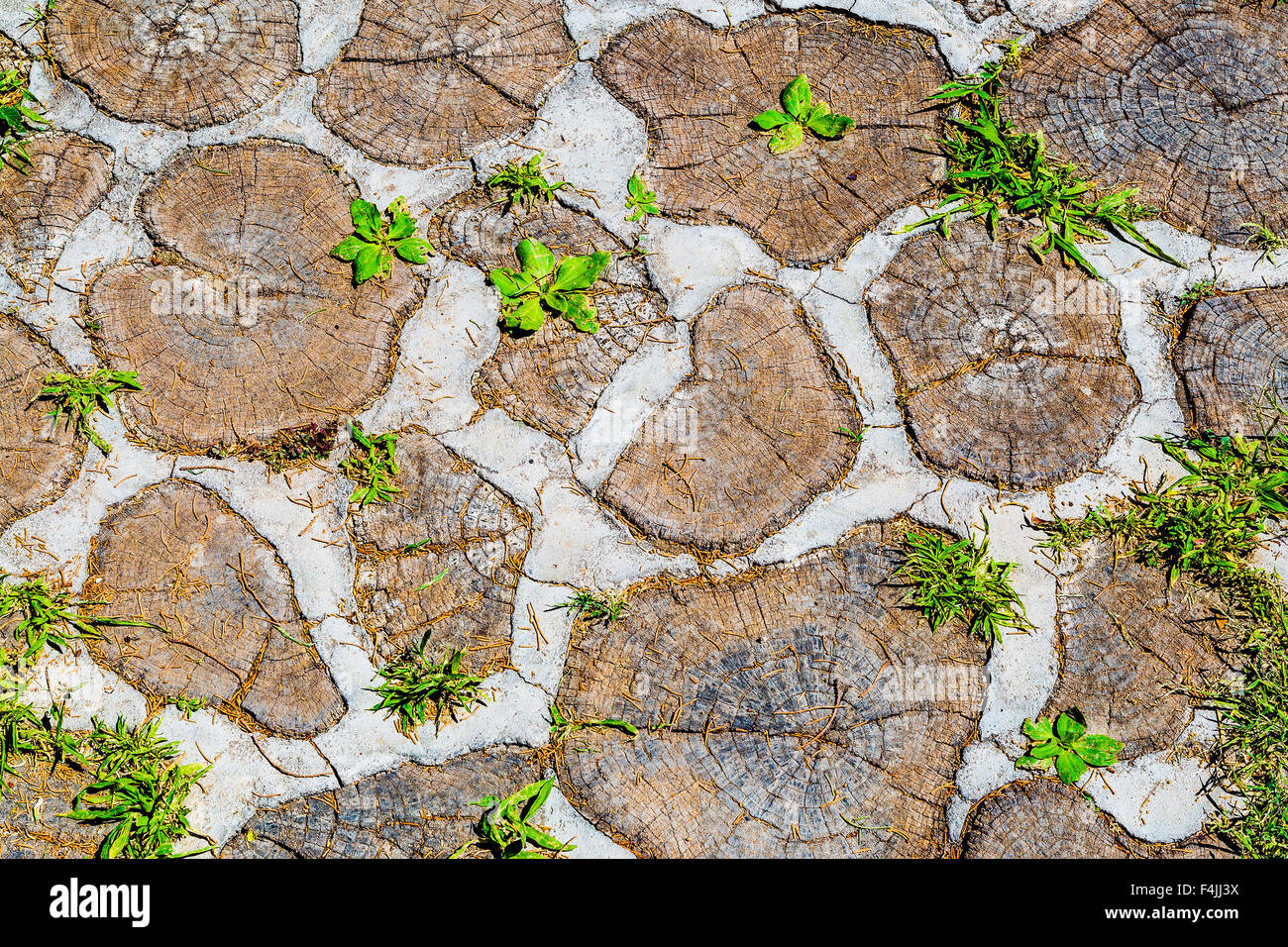Heliotrope tree hi-res stock photography and images - Alamy