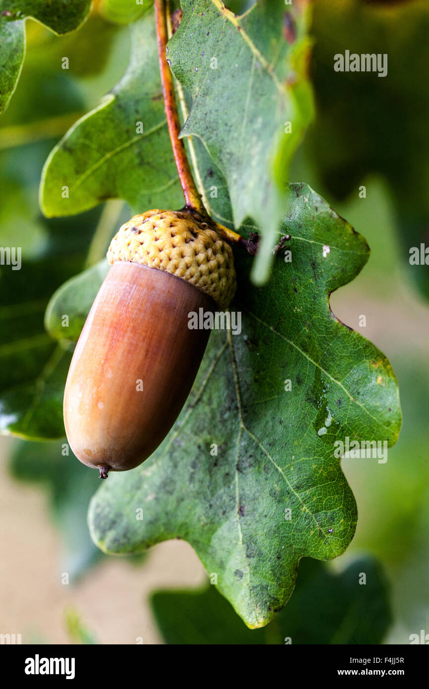 English oak acorn, Quercus robur oak leaf acorn autumn Stock Photo - Alamy