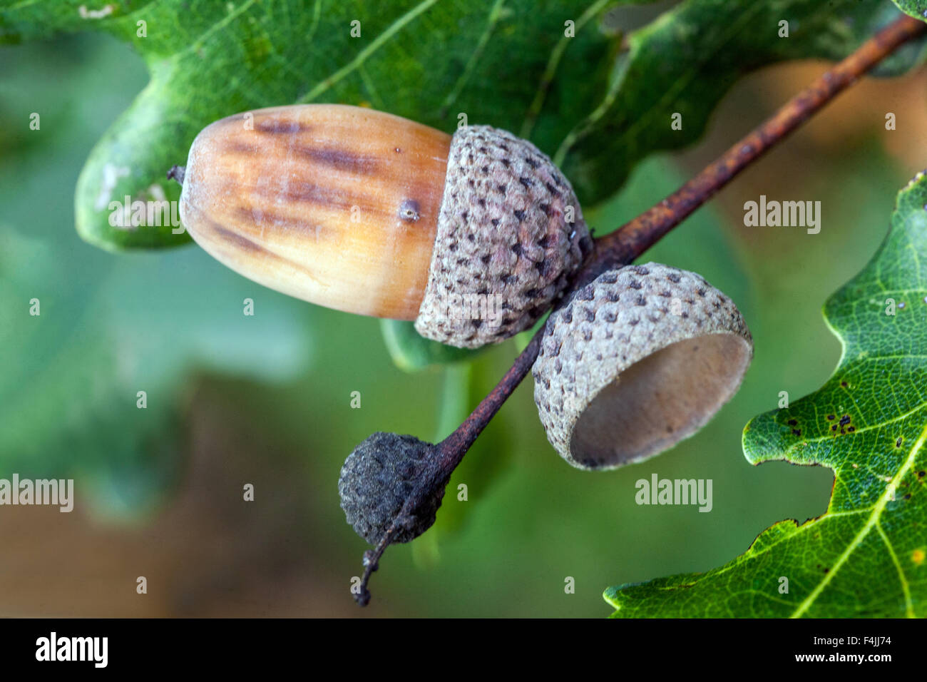 Acorns and oak tree leaves hi-res stock photography and images - Alamy