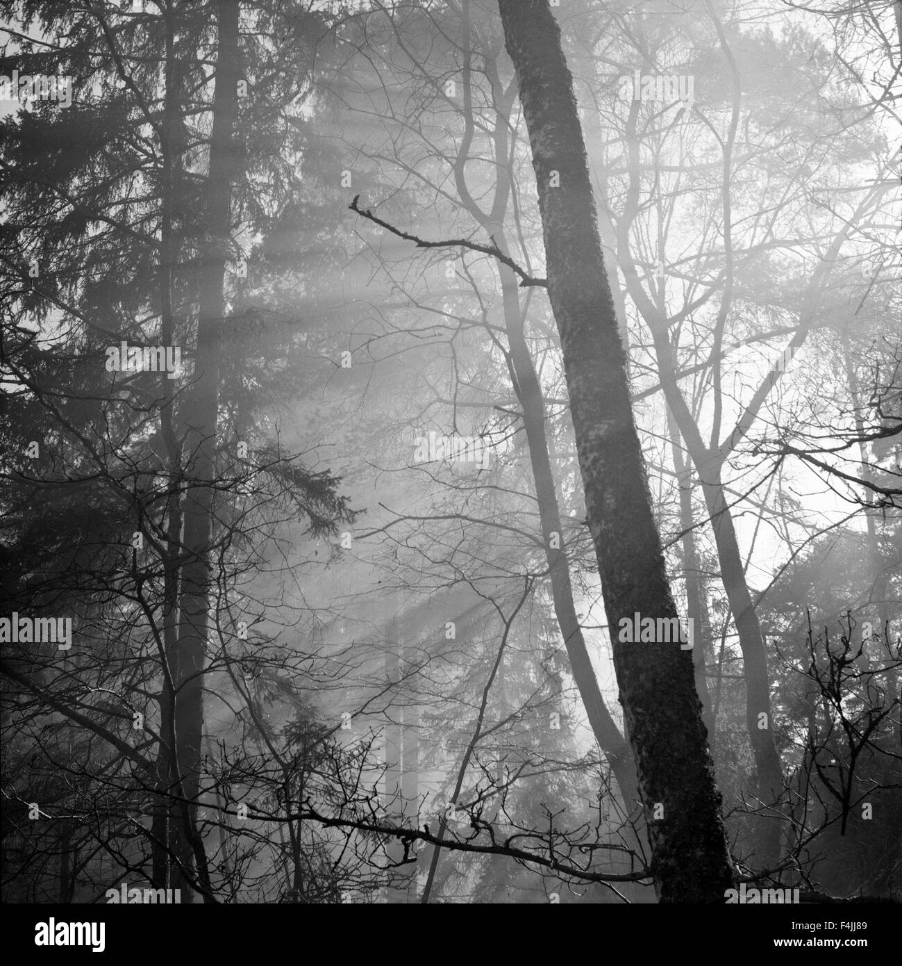 Lightning trees hi-res stock photography and images - Alamy