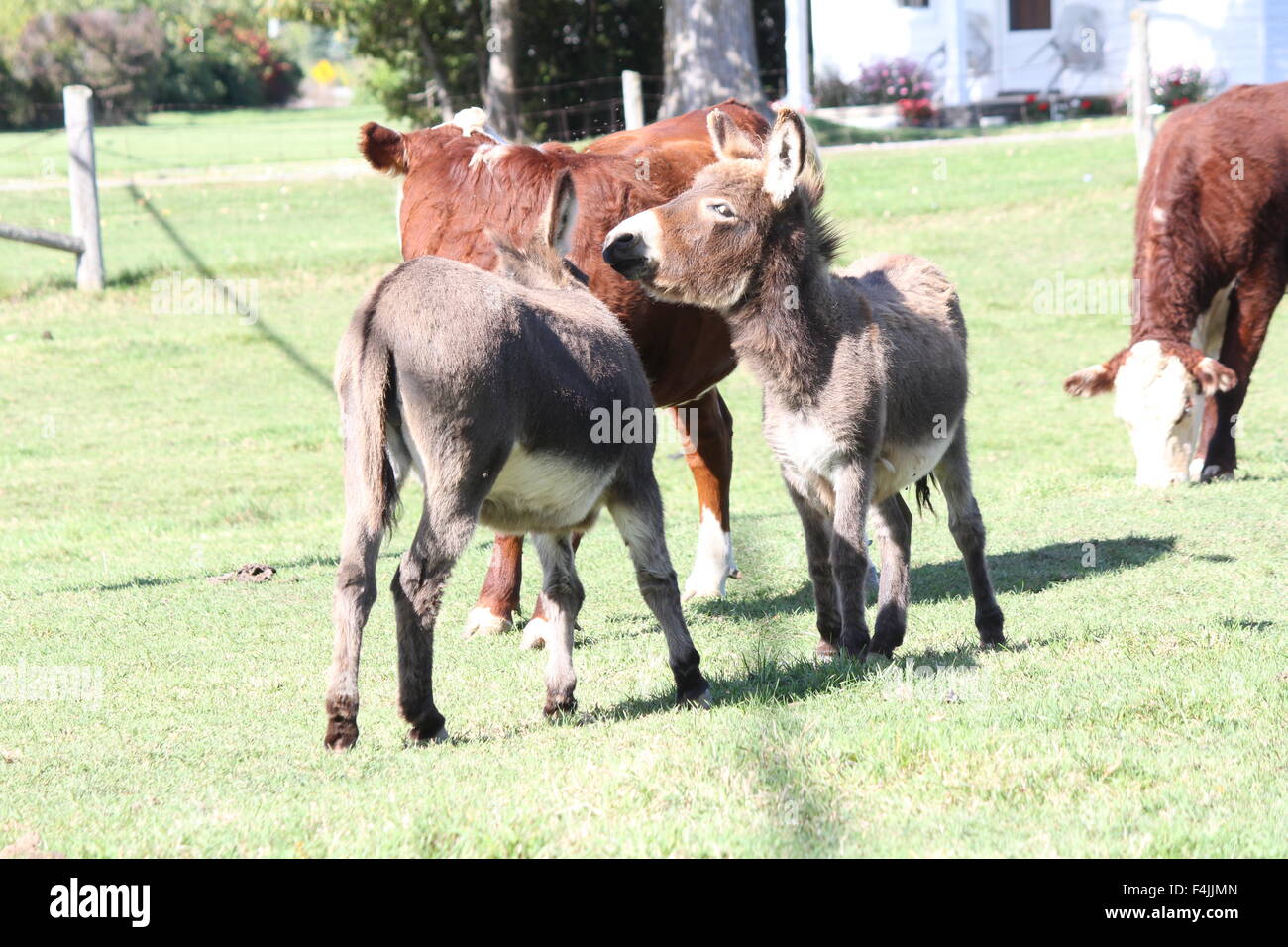 Miniature Donkeys in an enclosed corral with cows. They are ideal farm ...