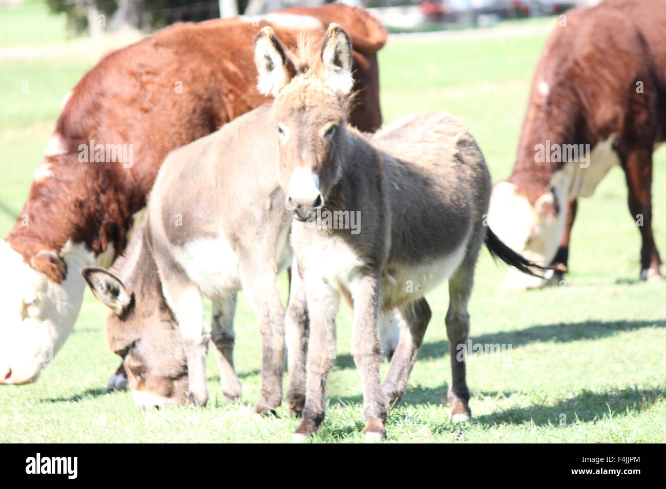 Miniature Donkeys in an enclosed corral with cows. They are ideal farm ...