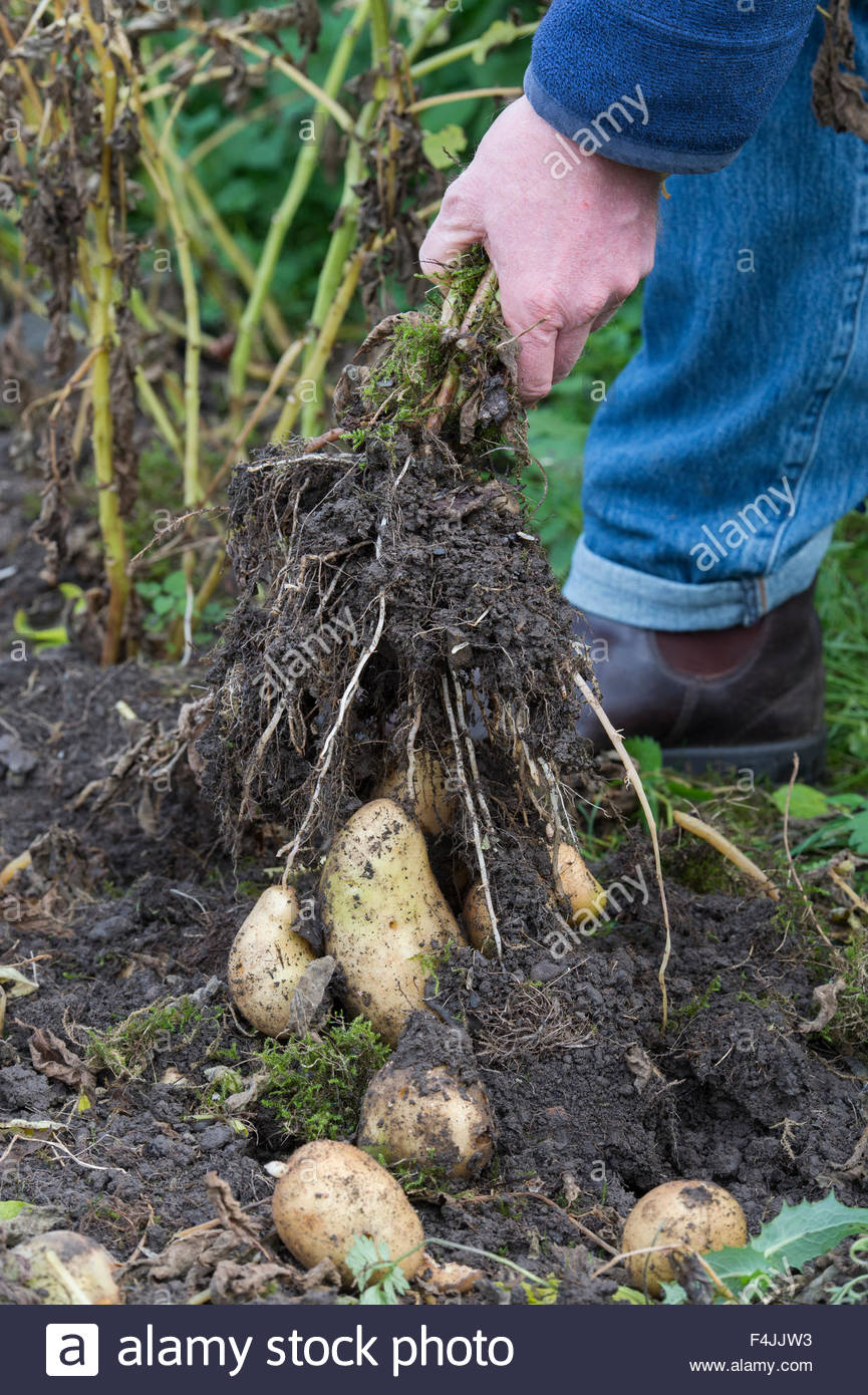 Potato Varieties Stock Photos & Potato Varieties Stock Images - Alamy