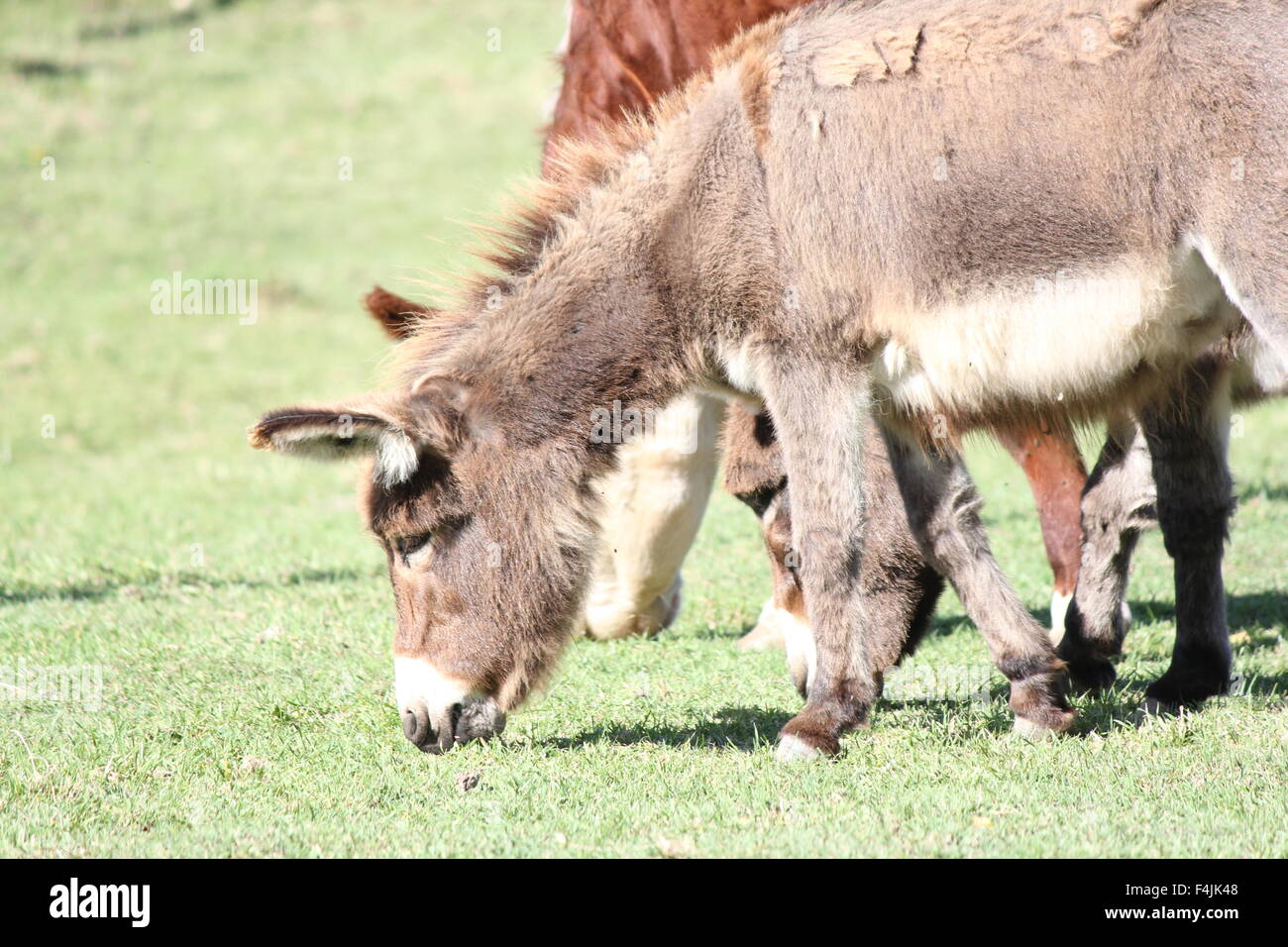 Miniature Donkey in an enclosed corral with cows. They are ideal farm ...