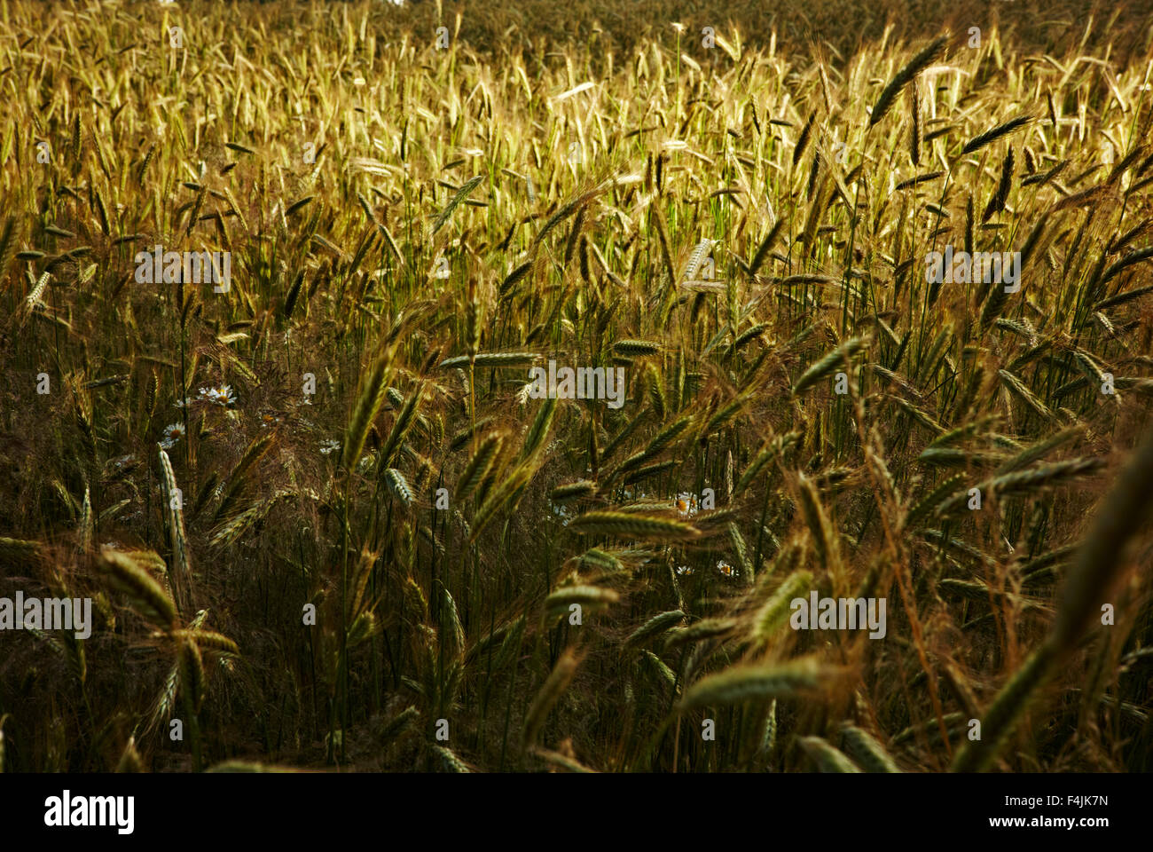An abundance of wheat hi-res stock photography and images - Alamy