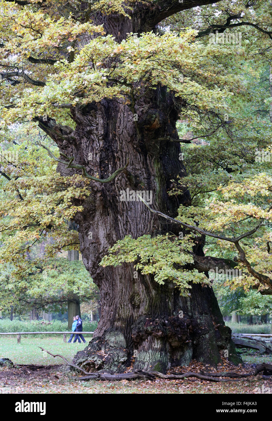 The oldest of the 1000-year-old oak trees at the Tiergarten park in ...