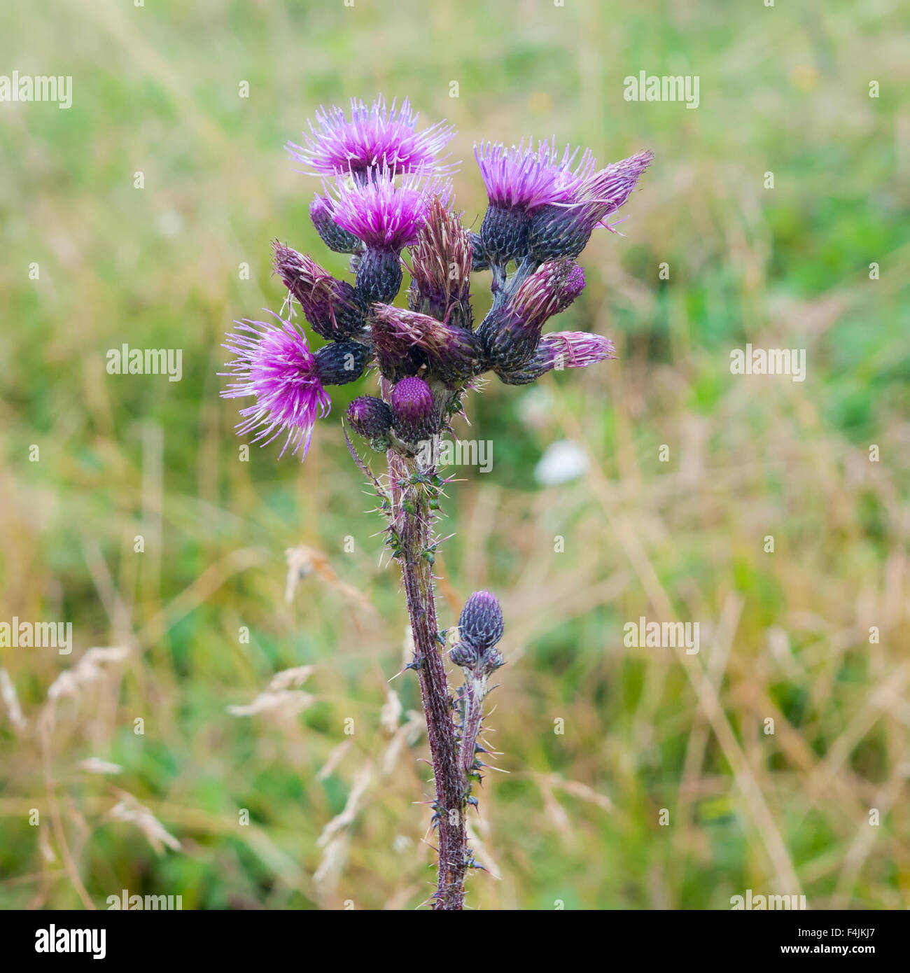 Purple Alpine Thistle, Photographed in Austria, Tyrol Stock Photo - Alamy