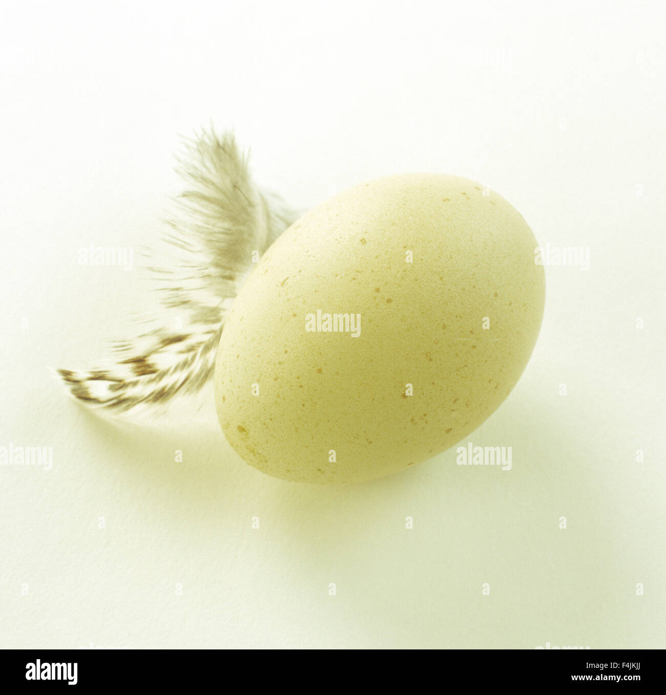 Birds feather and egg on white background Stock Photo - Alamy