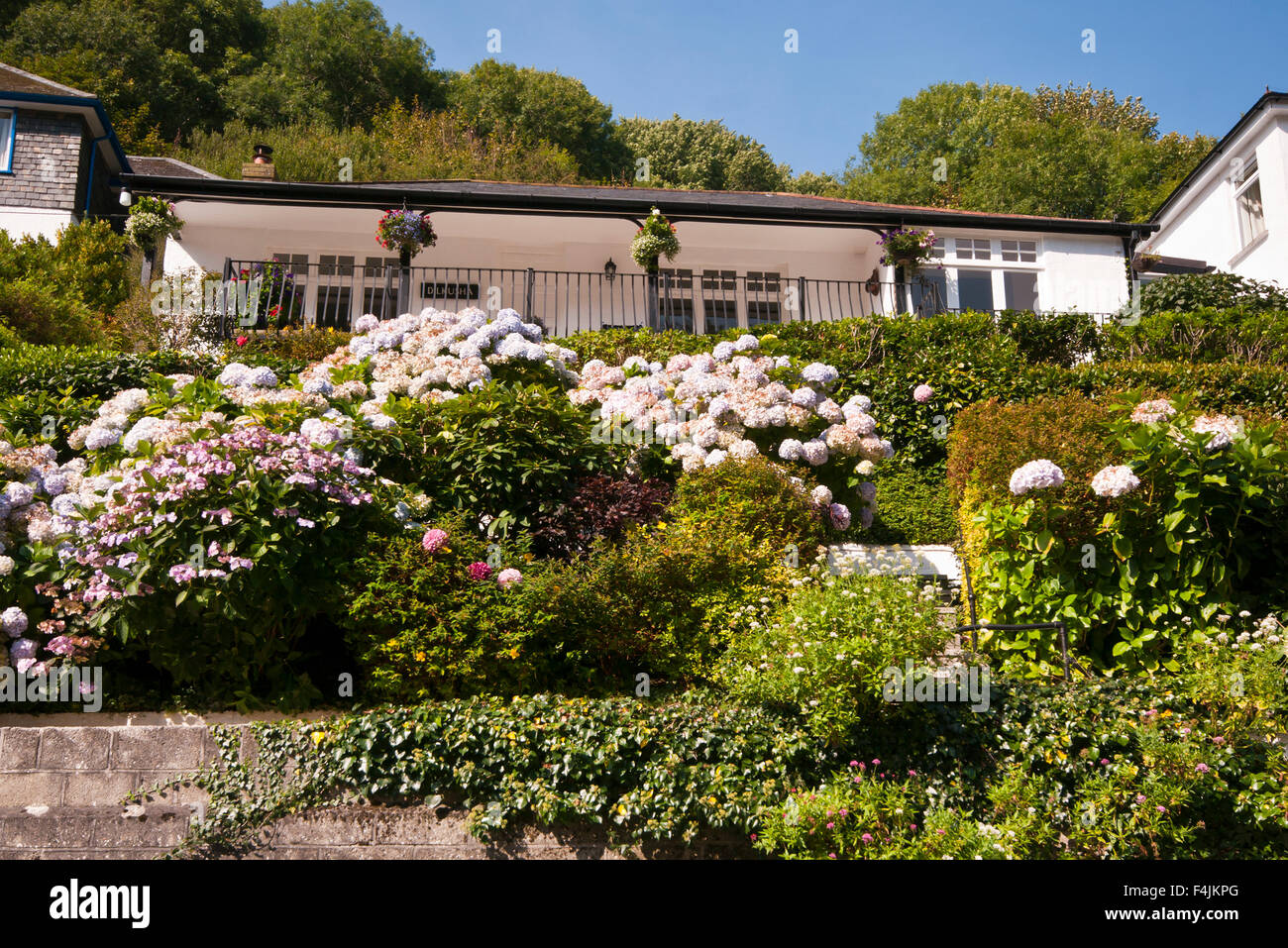 Hydrangea Bushes Outside in Country Cottage Garden Polperro Cornwall ...