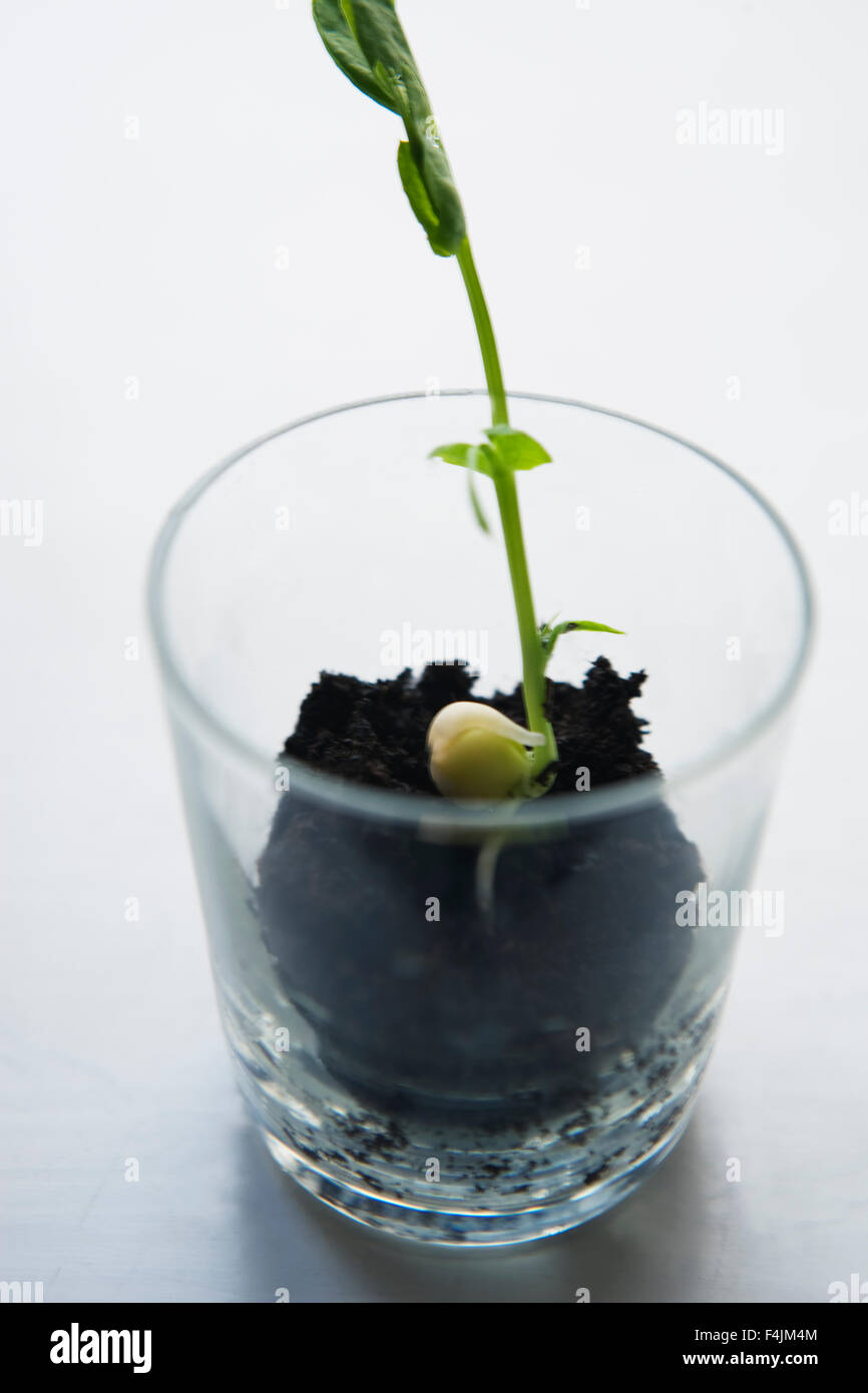 Sweden, Stockholm, sprout growing in glass with soil Stock Photo - Alamy