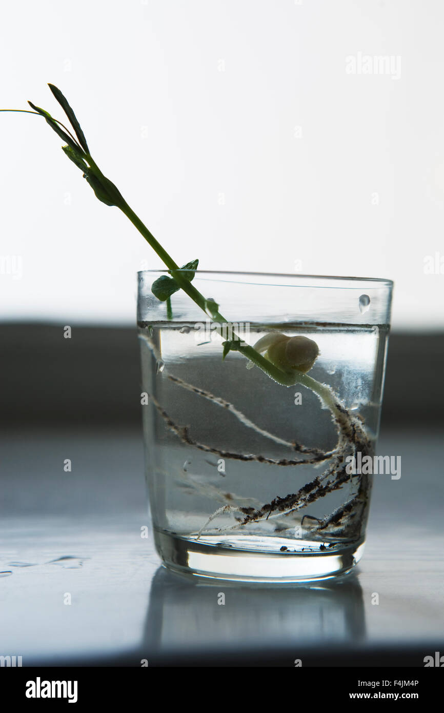 Sprout in water hi-res stock photography and images - Alamy