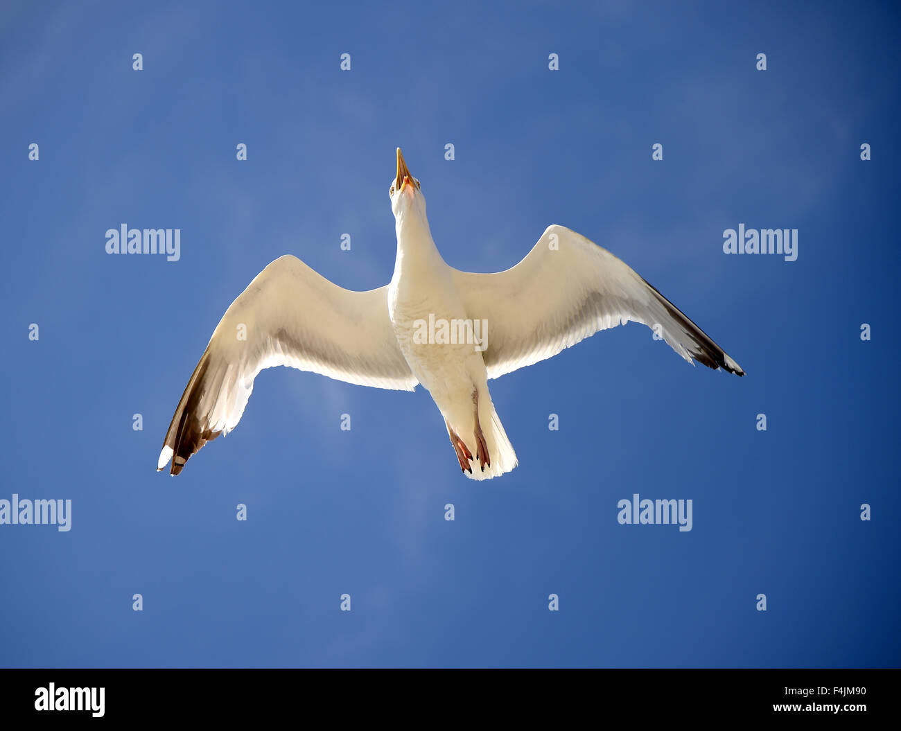 Seagulls in flight hi-res stock photography and images - Alamy