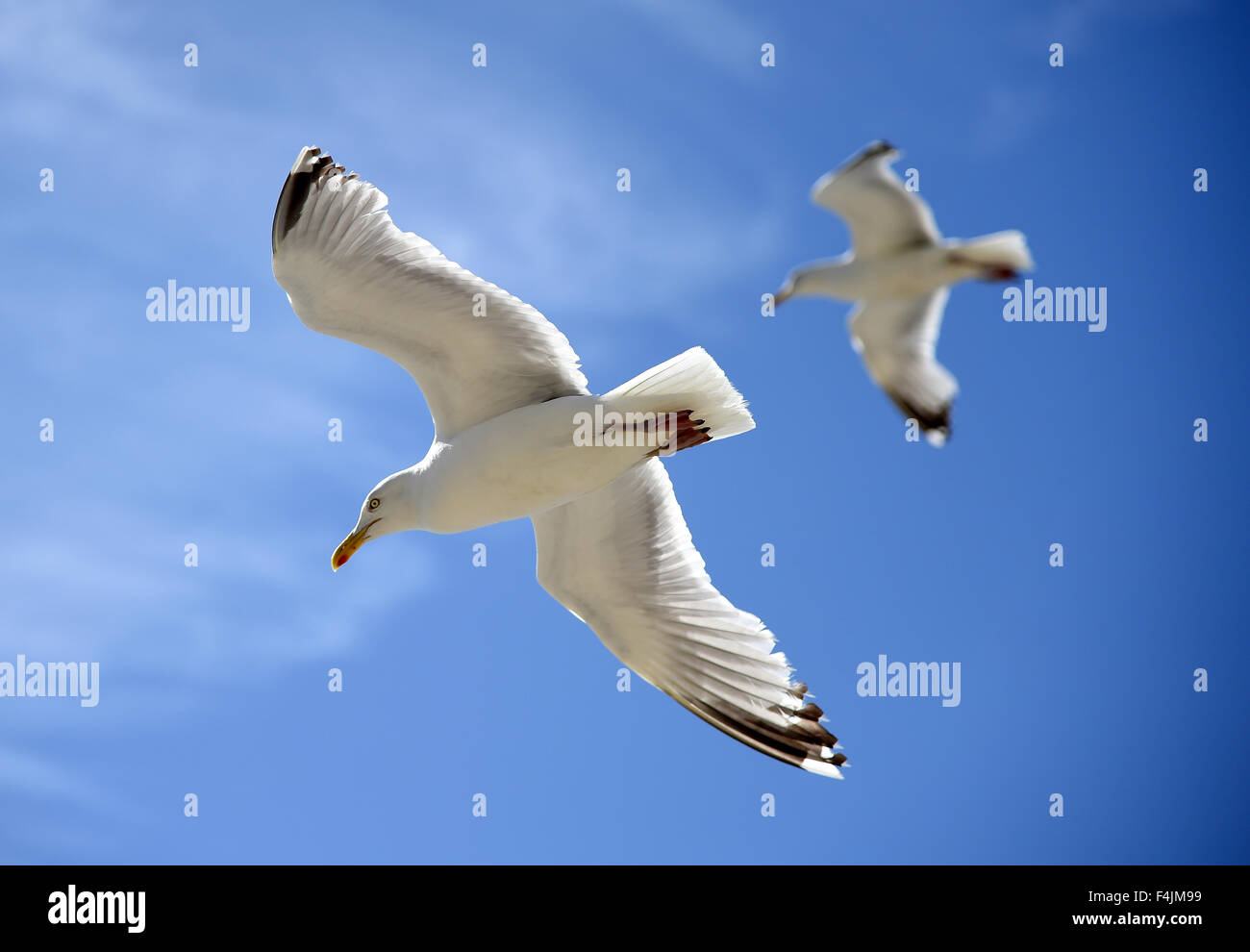 Seagulls in flight hi-res stock photography and images - Alamy