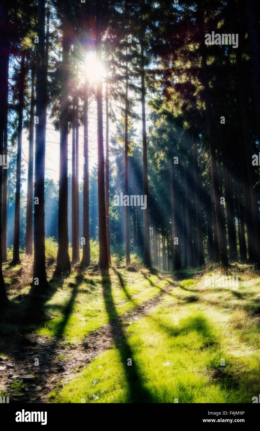 Forest mood and not beams hi-res stock photography and images - Alamy