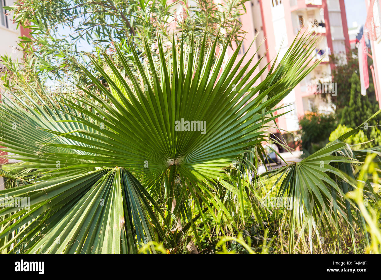 Big palm branches Stock Photo - Alamy