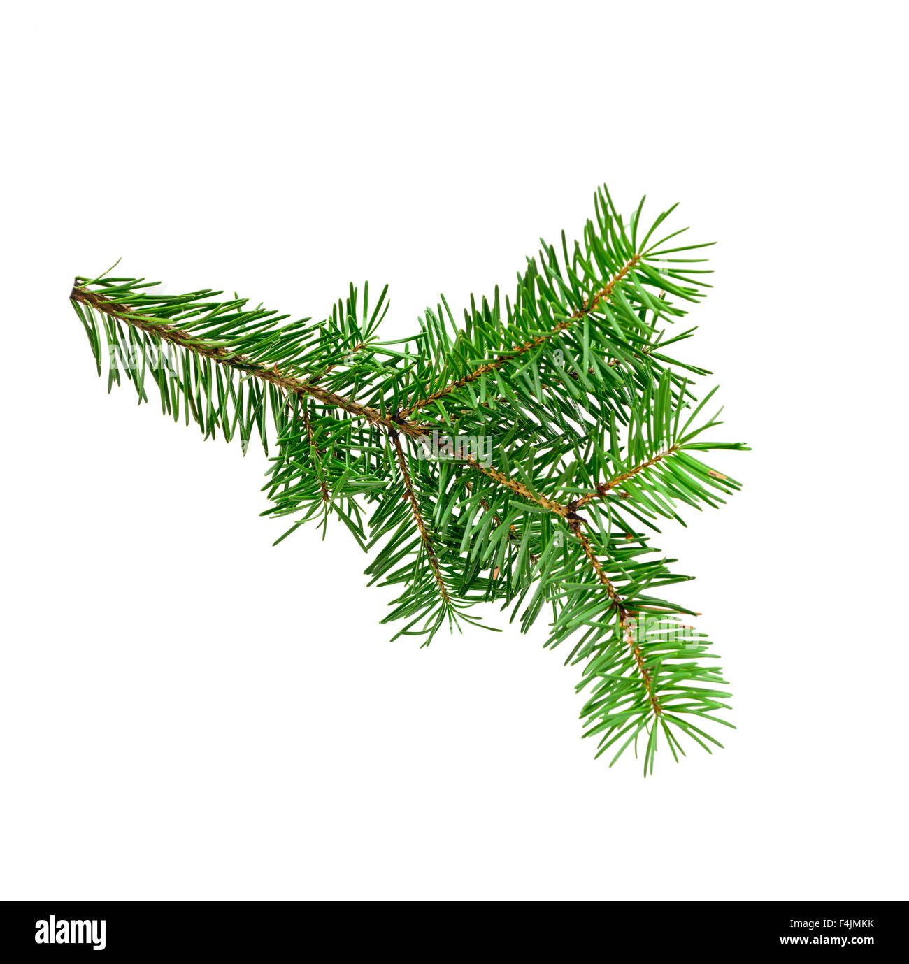 Pine fir christmas tree Cut Out Stock Images & Pictures - Alamy
