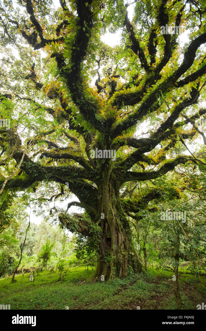 mosses on trees at Harenna Forest, Bale Mountains National Park ...