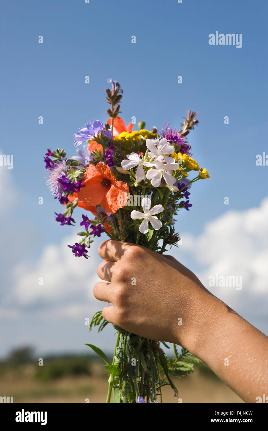 Sweden, human hand holding bunch of wildflowers Stock Photo - Alamy