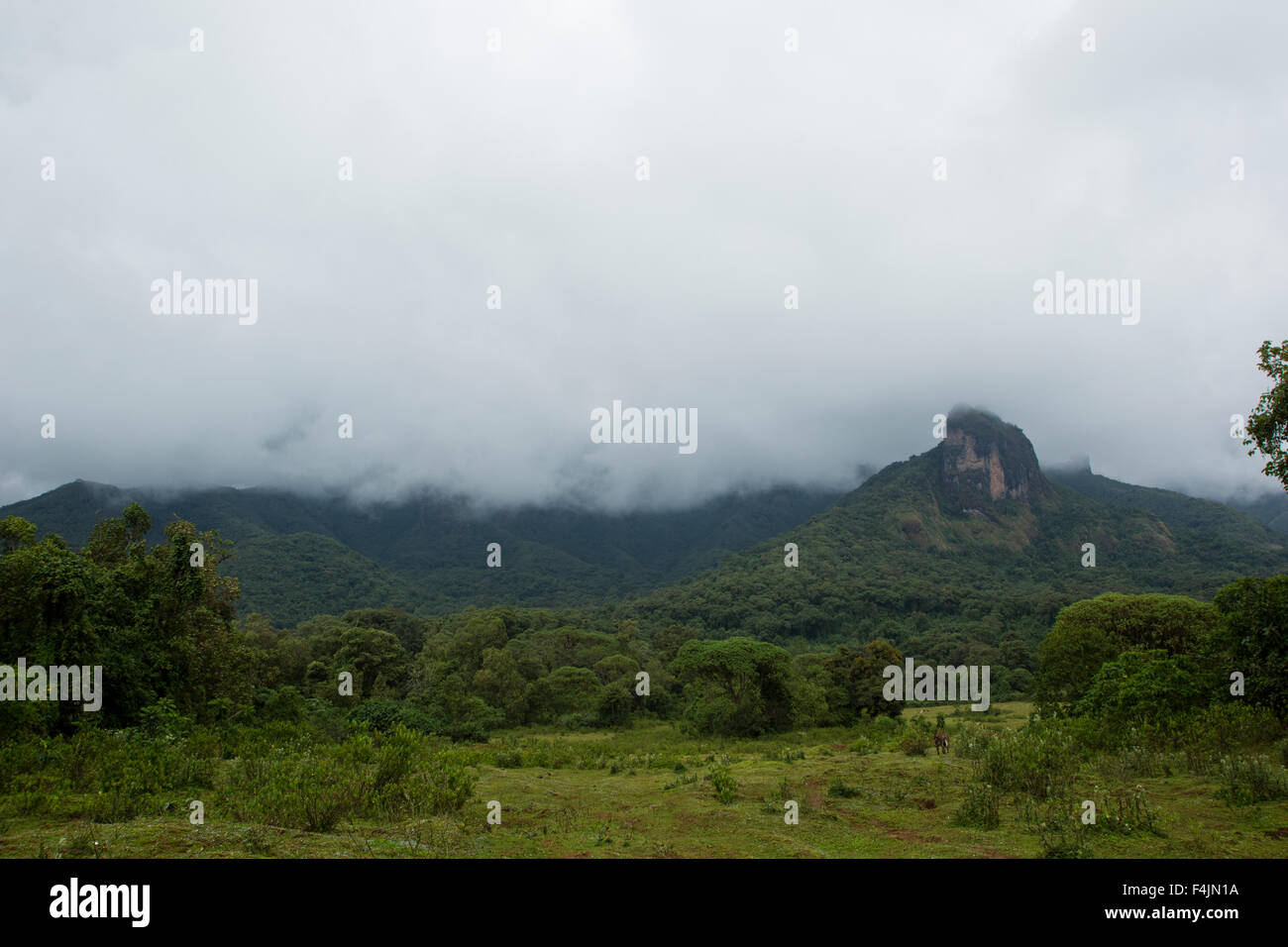 Harenna Forest, Bale Mountains National Park, Ethiopia Stock Photo - Alamy